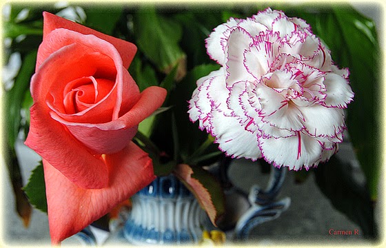 Poemas del dia a dia: UNA ROSA Y UN CLAVEL